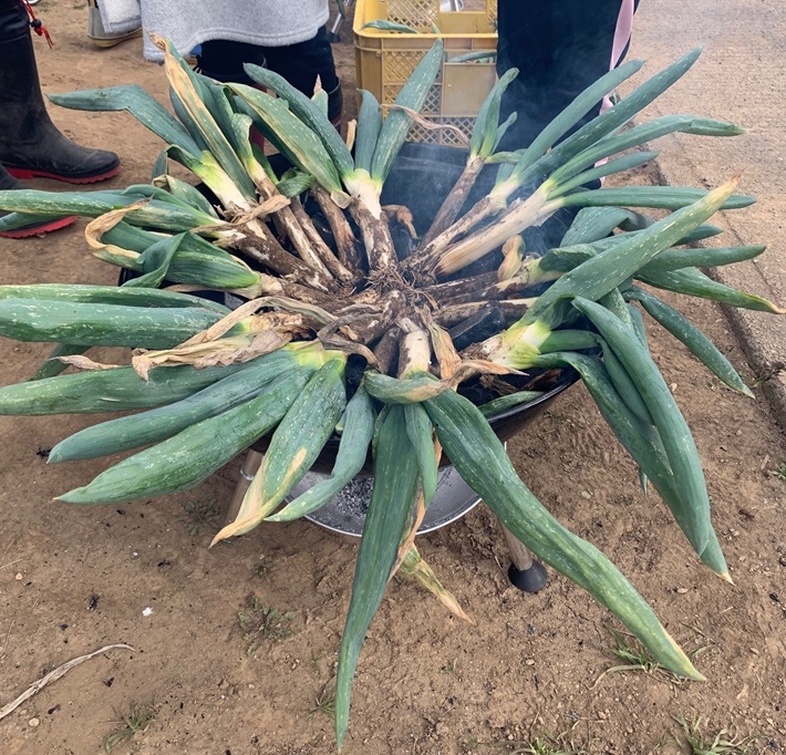 下仁田ネギの収穫体験と大名焼き（群馬県甘楽郡下仁田町：12月13日開催） | JAFナビ