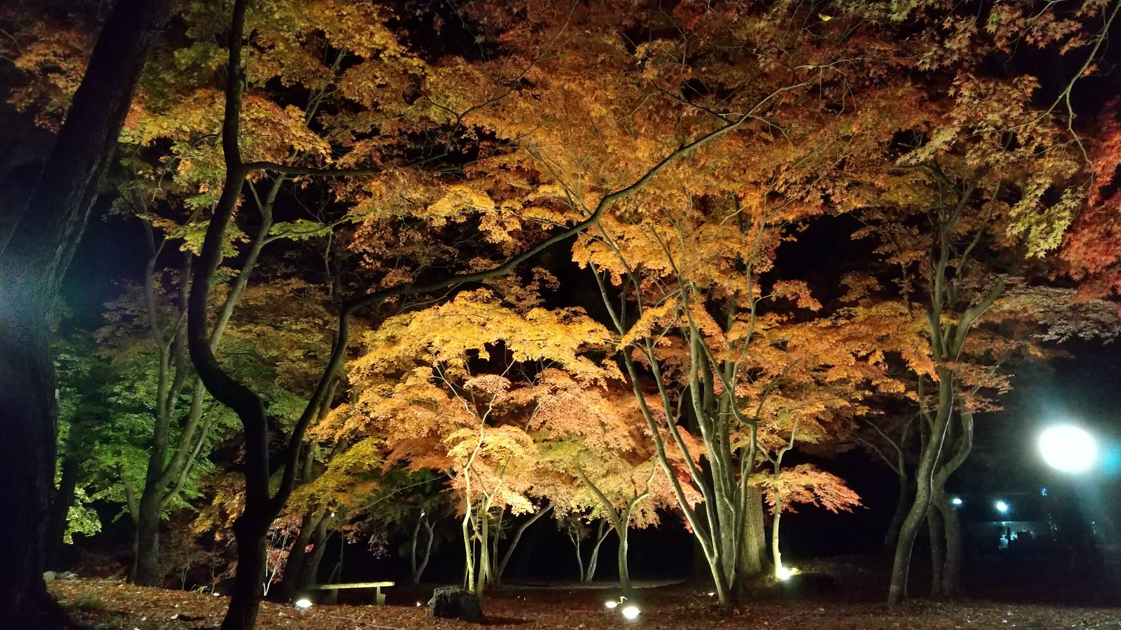 月の石もみじ公園ライトアップ【入園料割引】 | JAFナビ