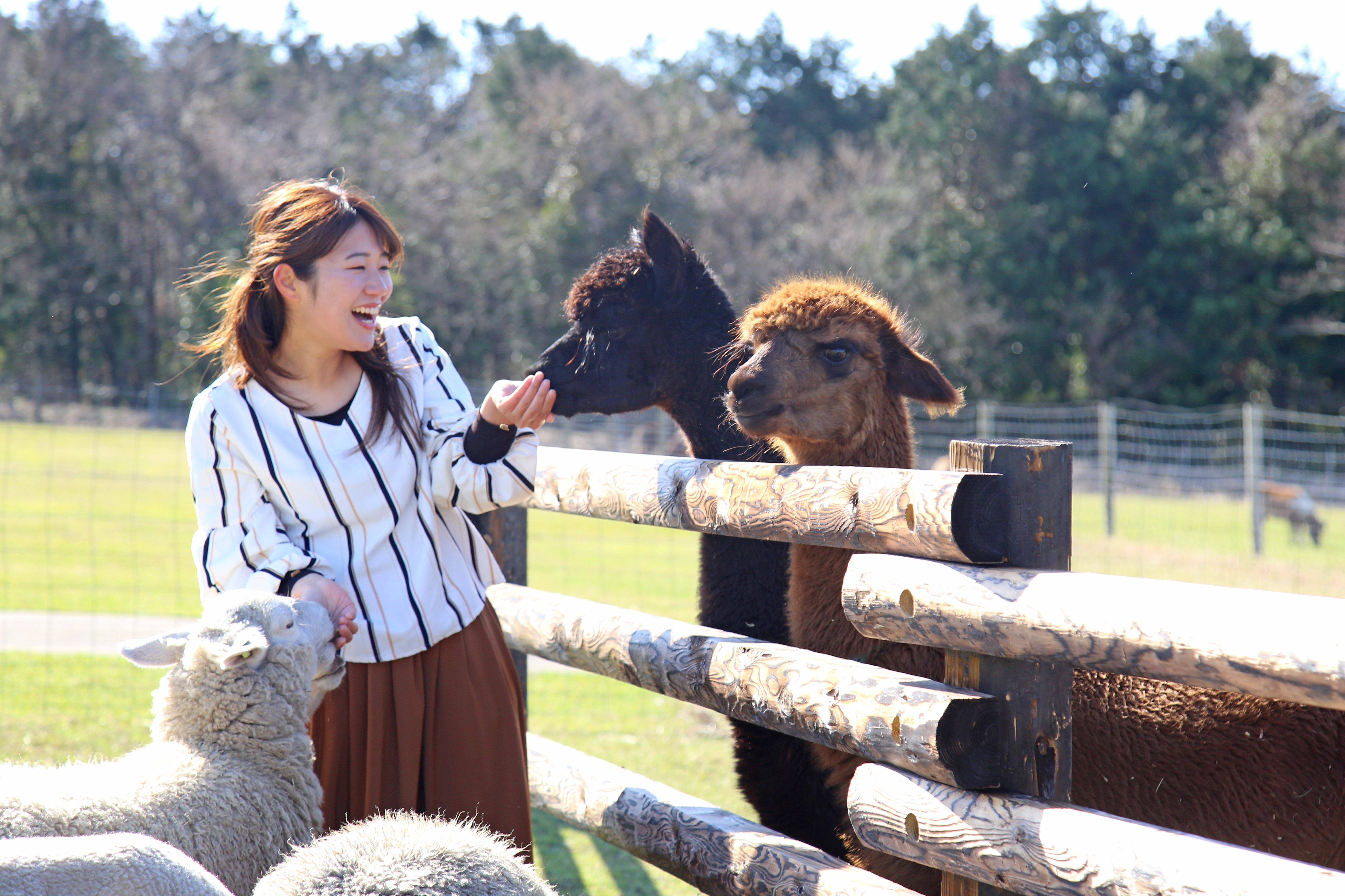 【12月5日募集開始】JAFデーinマザー牧場～マザーファームツアーDX乗車確約＆ジャム作り体験～（千葉県富津市：1月25日開催） | JAFナビ